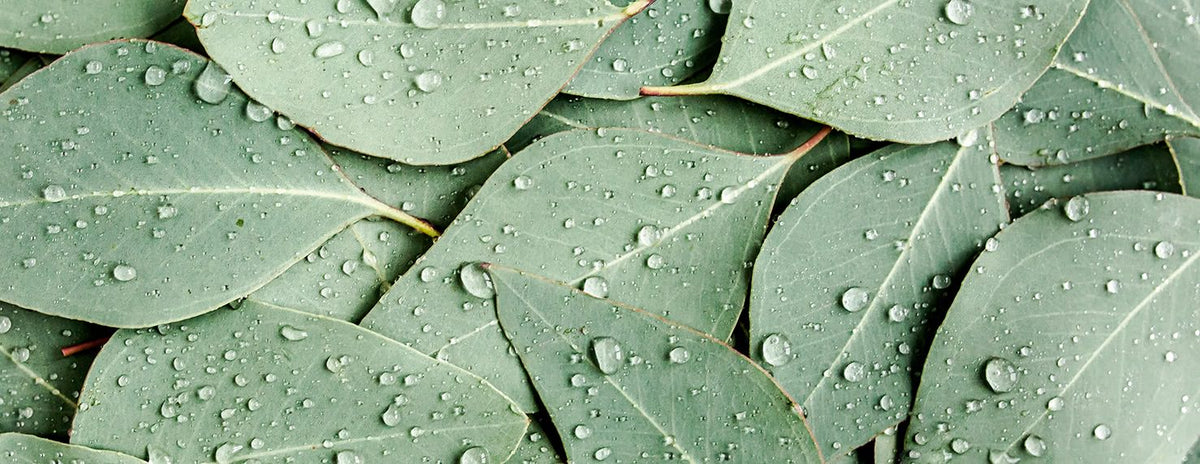 Australian Made – Stubbyz